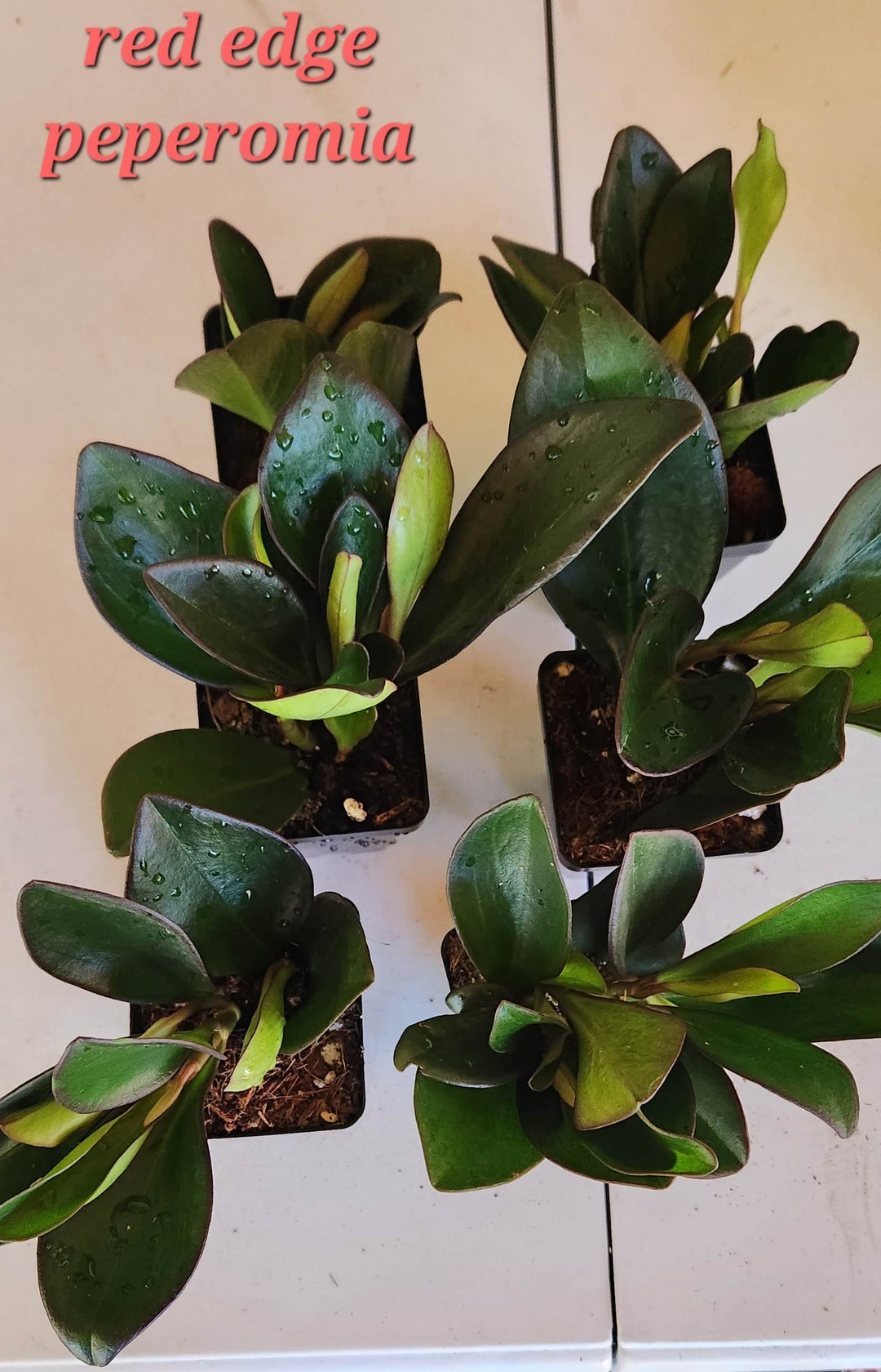 Cool Review About Red Edge Peperomia