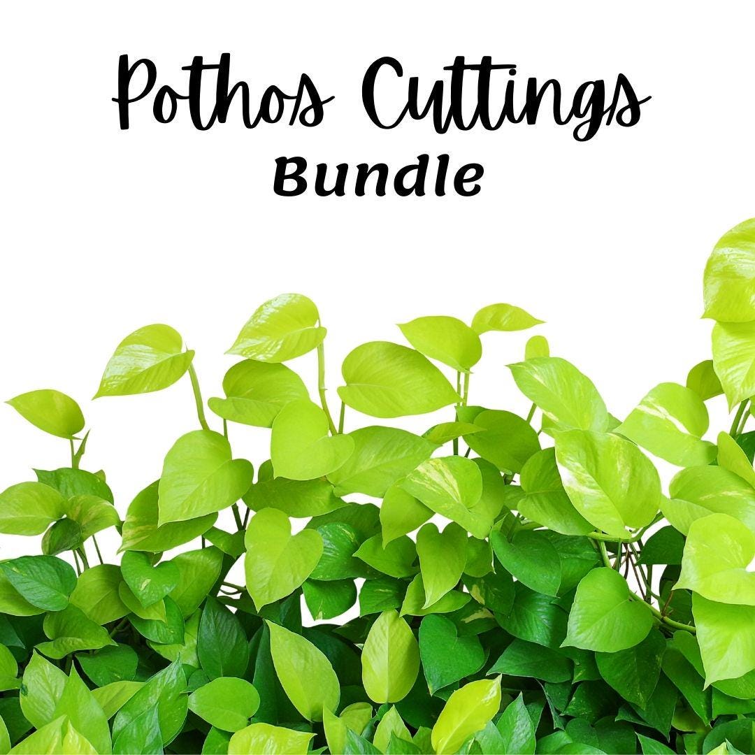 Pothos Clipping Bundle-house Plant Clippings Box-clipping Variety Box ...