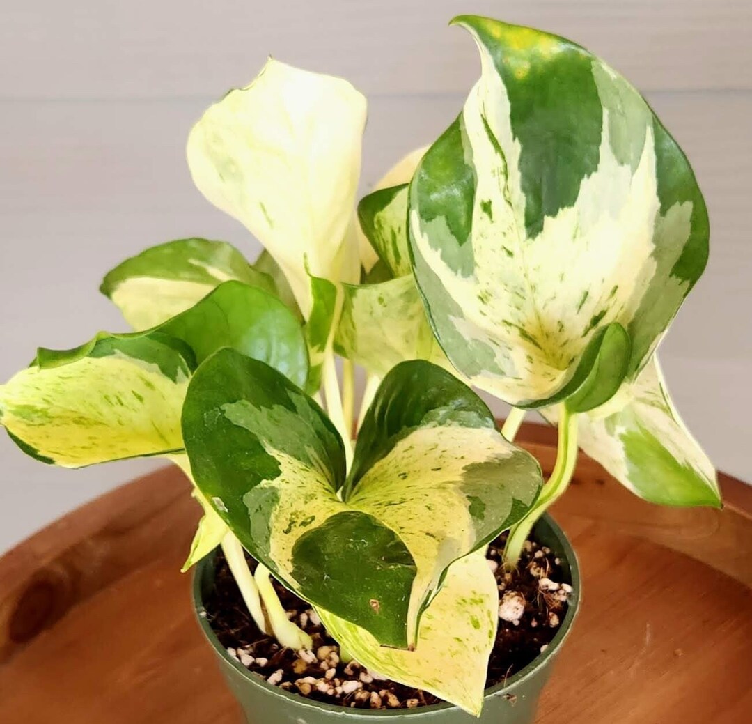 Manjula Pothos-rare High Variegated Manjula Pothos-indoor Plant ...