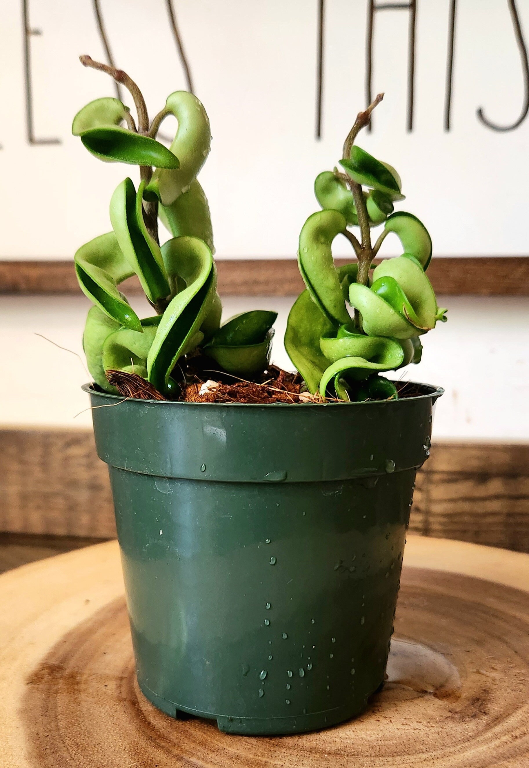 Hoya Hindu Rope-hoya Compacta Rope-hoya Carnosa Compacta-wax - Etsy