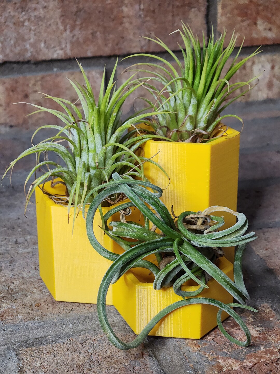 Tri-level Hexagonal Air Plant Display (display ONLY - Air Plants Are ...