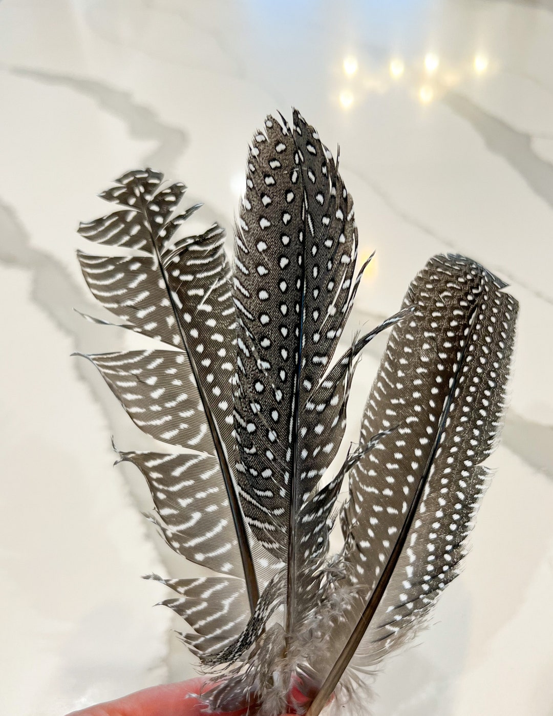 Assorted Guinea Accent Feather - Etsy