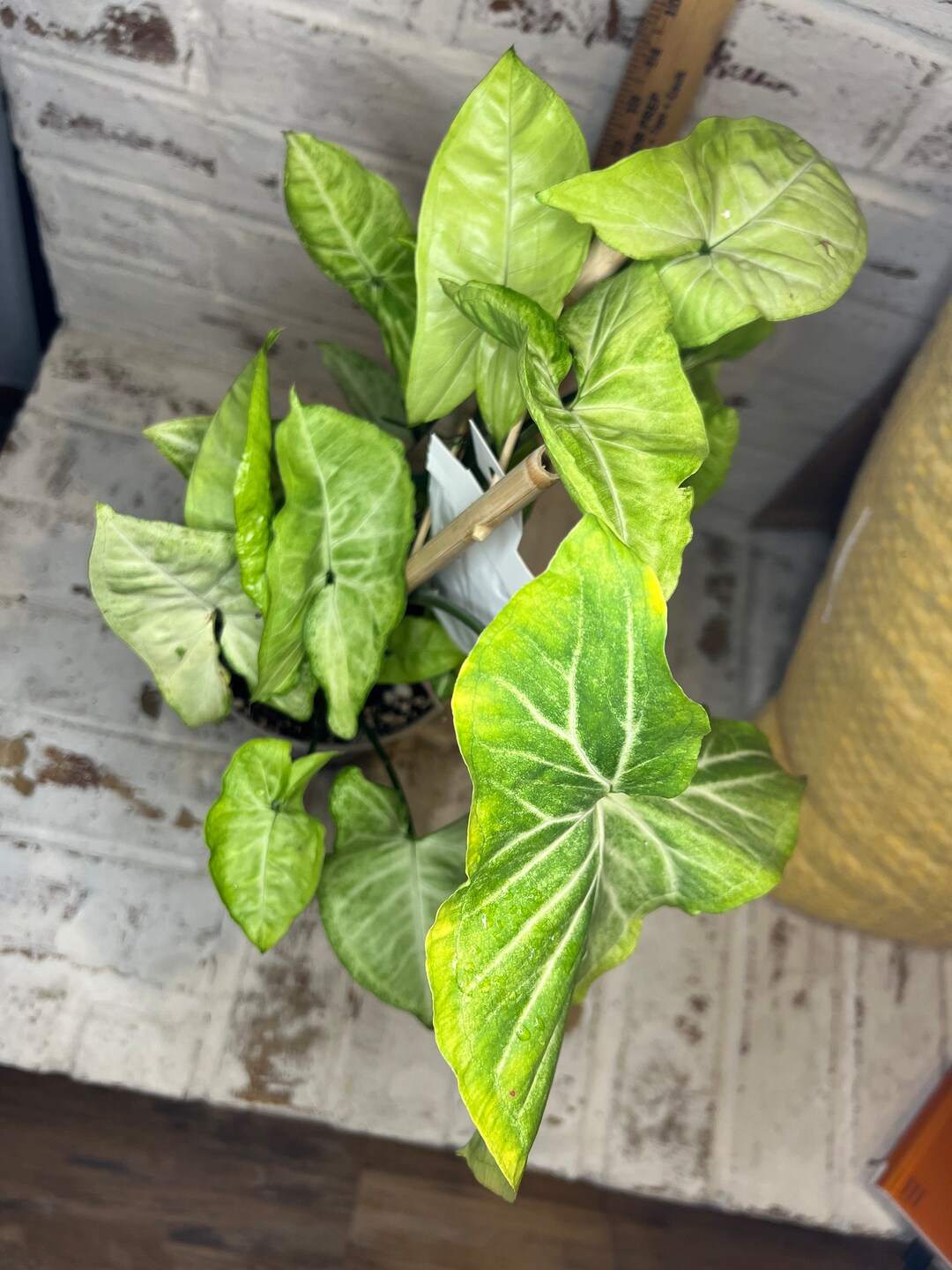 Syngonium Batik House Plant With Trellis - Etsy