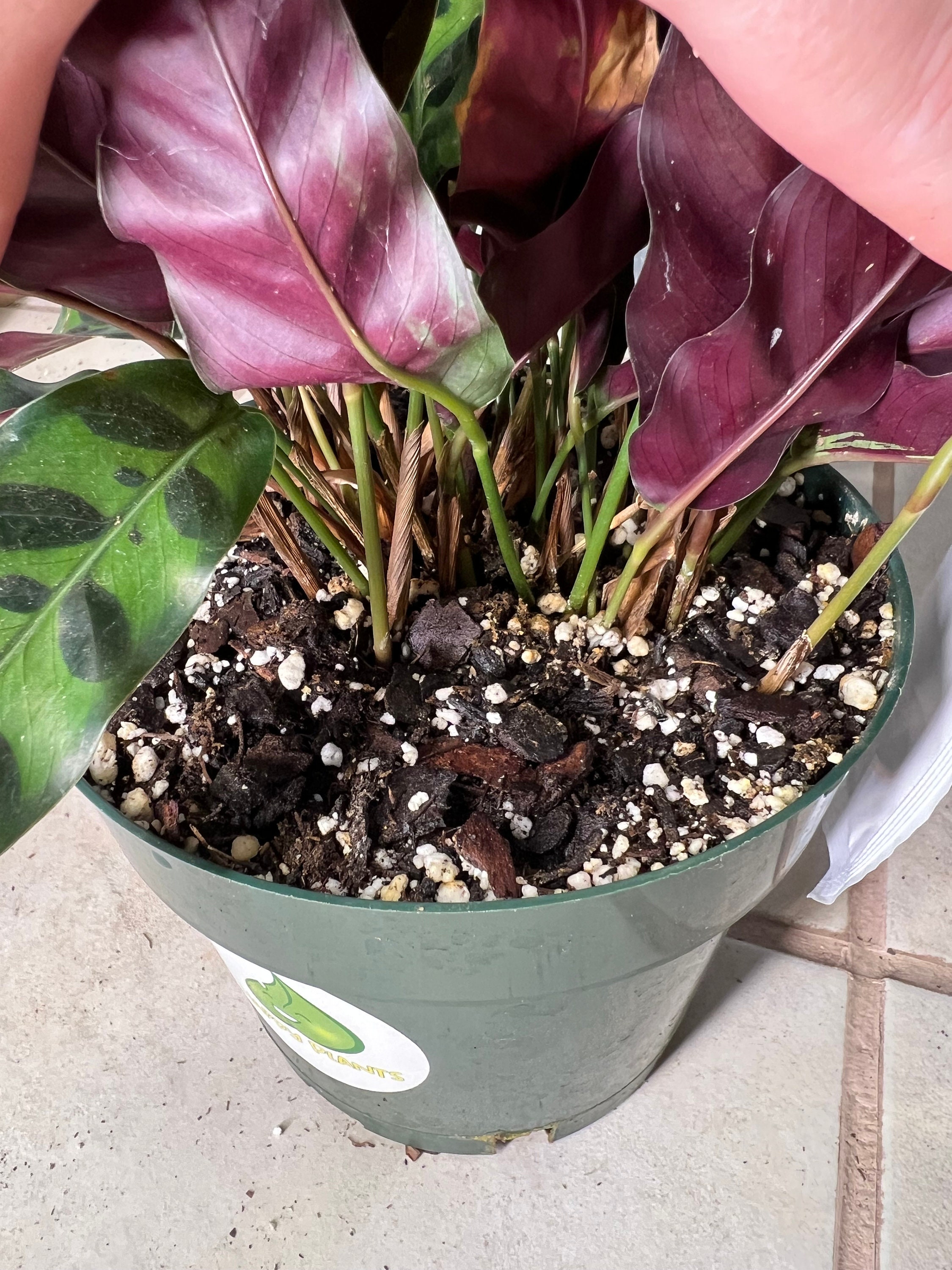 Calathea Rattlesnake Burgundy Underside of the Leaves House Plant - Etsy