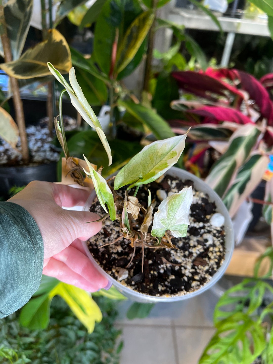 Syngonium T25 House Plant - Etsy