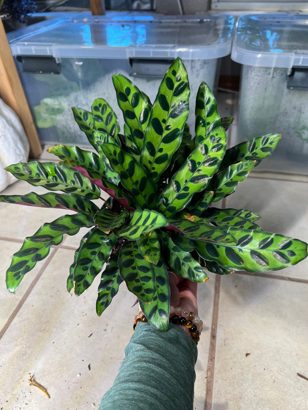 Calathea Rattlesnake Burgundy Underside of the Leaves House Plant - Etsy