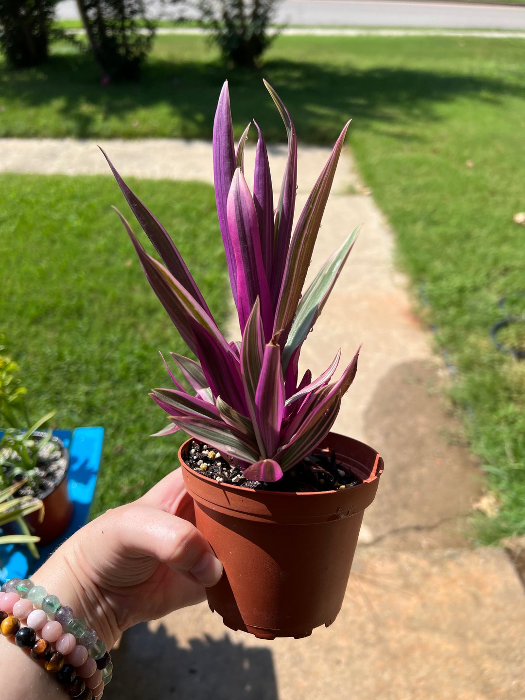 Rhoeo Discolor Tricolor tradescantia Spathacea Pink - Etsy