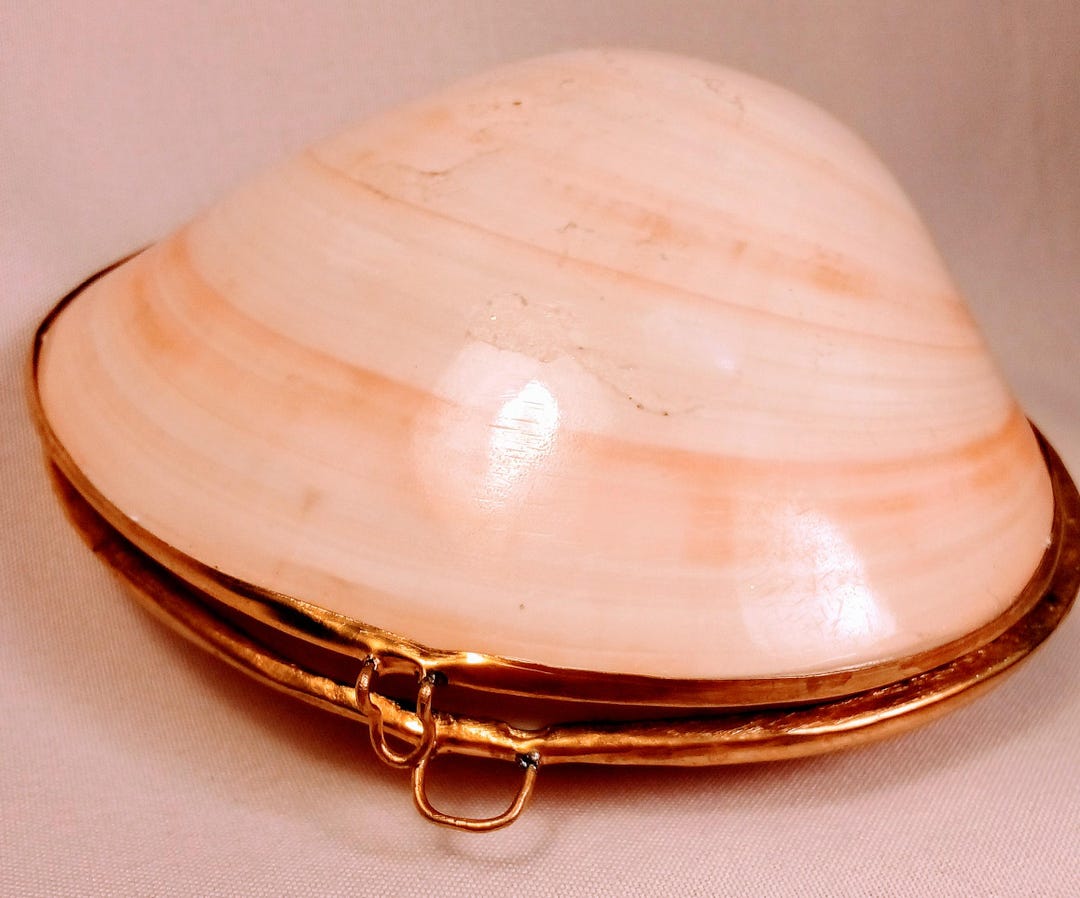 Sea Shell Jewelry Box Shell for Jewelry Holder, Sunrise Shell Trinket ...