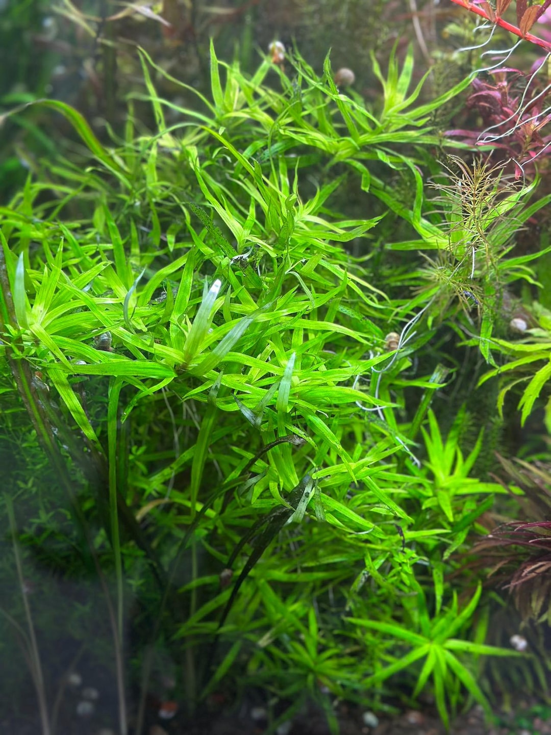 3 X Star Grass (heteranthera Zosterifolia) - Live Aquarium Plant for ...