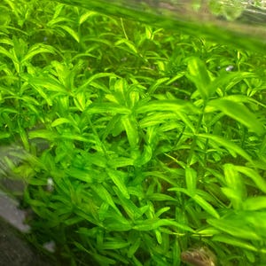10+ Stems Pearlweed (hemianthus Micranthemoides) - Thriving Aquatic ...