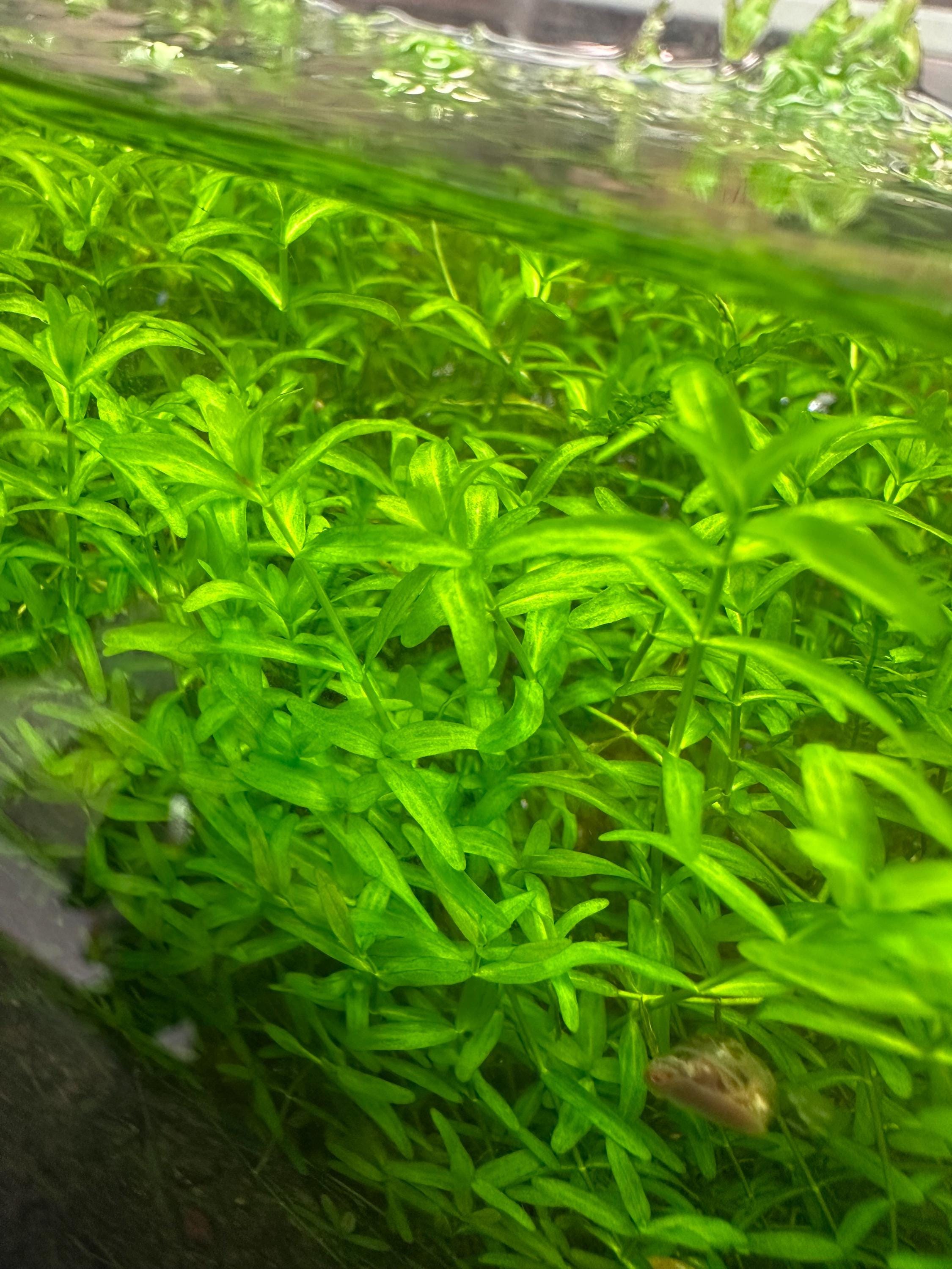 10+ Stems Pearlweed (hemianthus Micranthemoides) - Thriving Aquatic ...