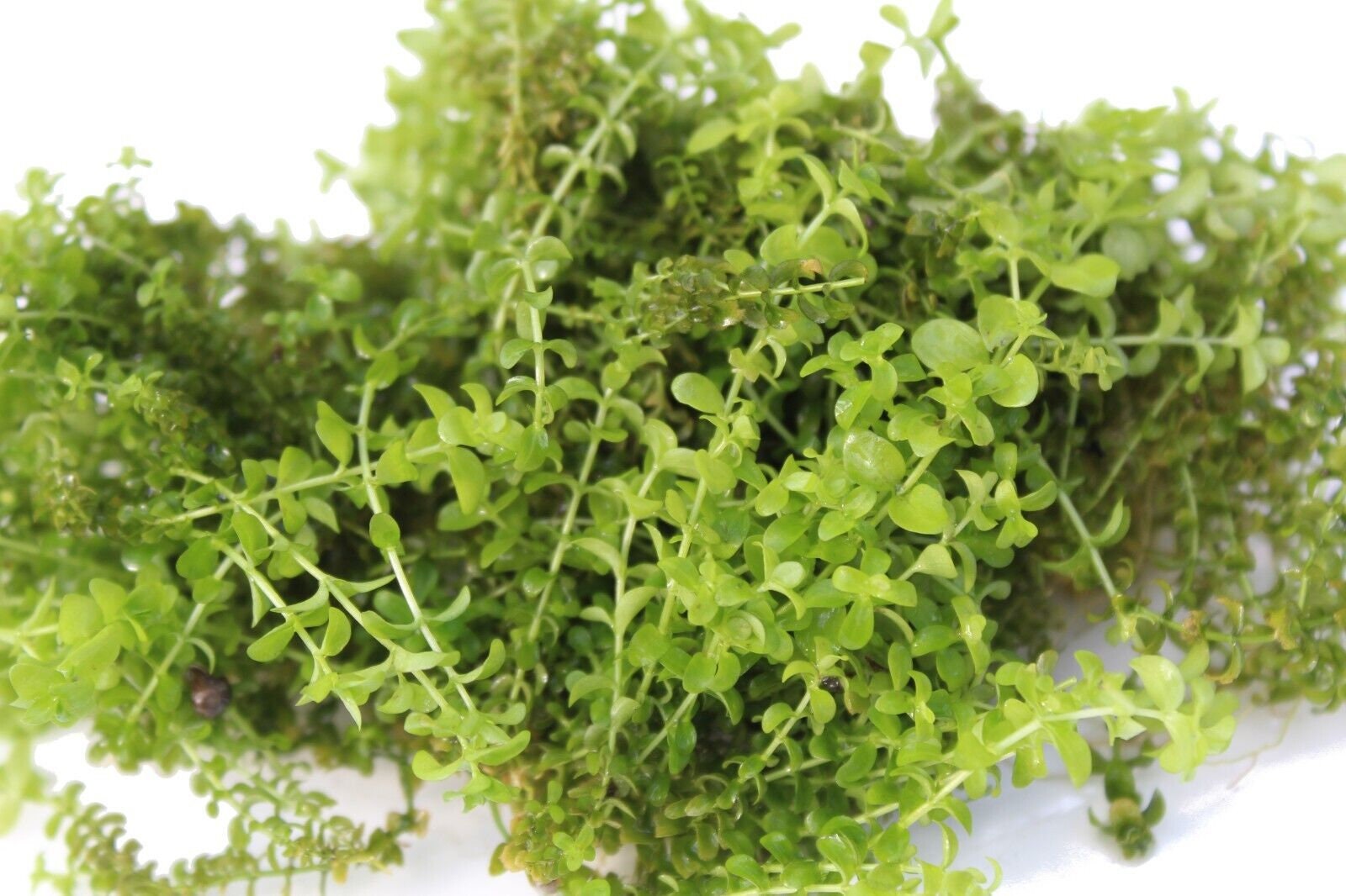 10+ Stems Pearlweed (hemianthus Micranthemoides) - Thriving Aquatic ...