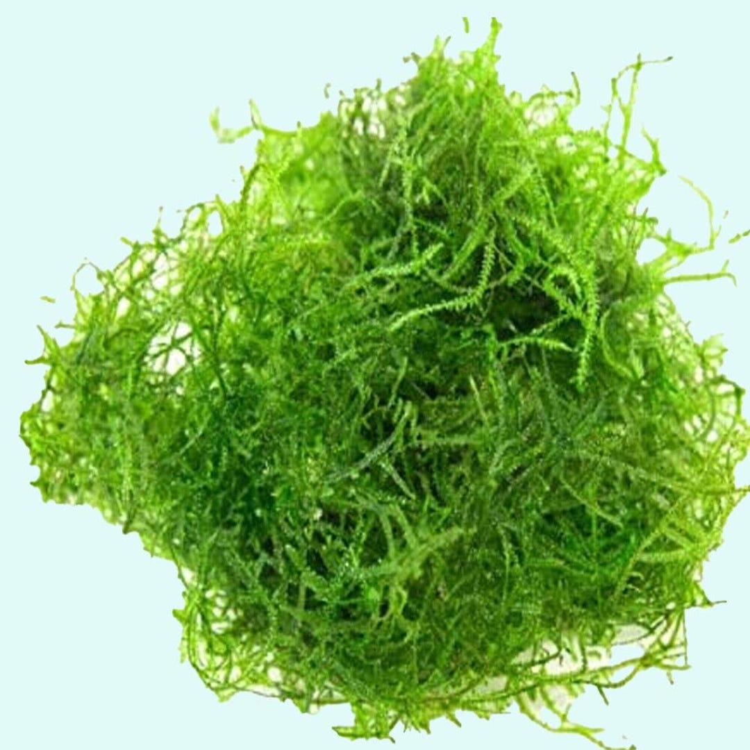 2OZ Java Moss Live Freshwater Aquarium Plant for Aquascaping & Planted ...