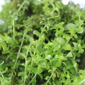 10+ Stems Pearlweed (hemianthus Micranthemoides) - Thriving Aquatic ...