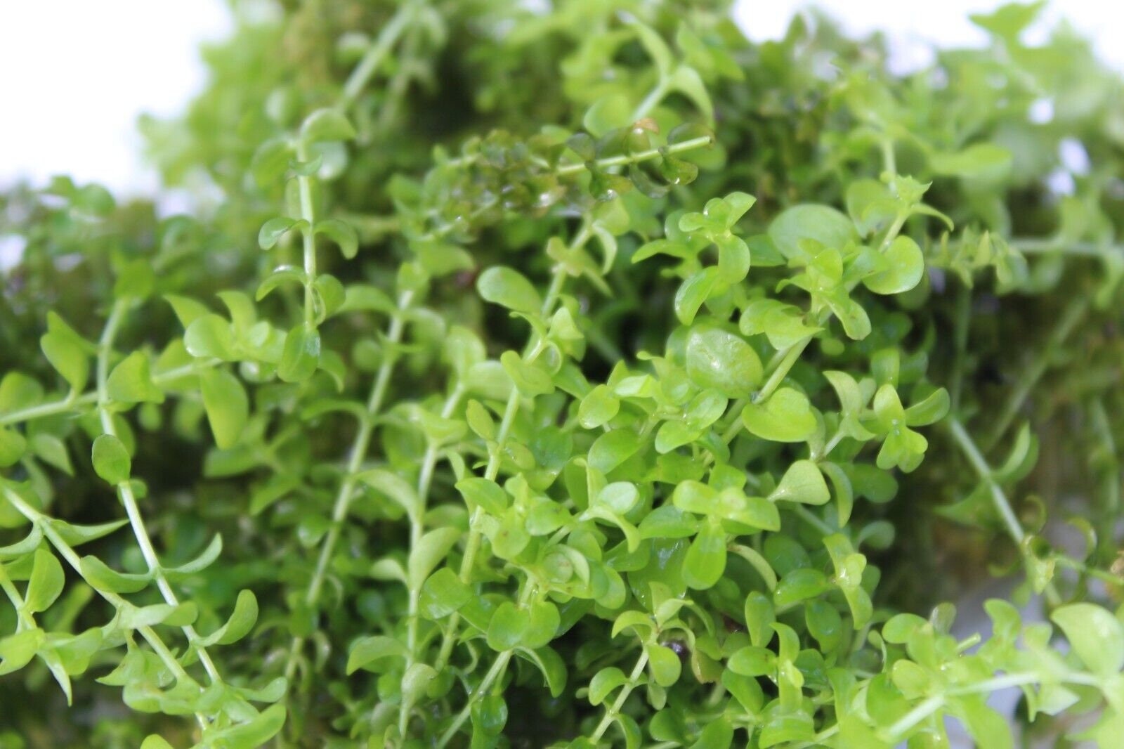 10+ Stems Pearlweed (hemianthus Micranthemoides) - Thriving Aquatic ...