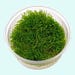 2OZ CUP Java Moss - Live Freshwater Aquarium Plant for Aquascaping ...