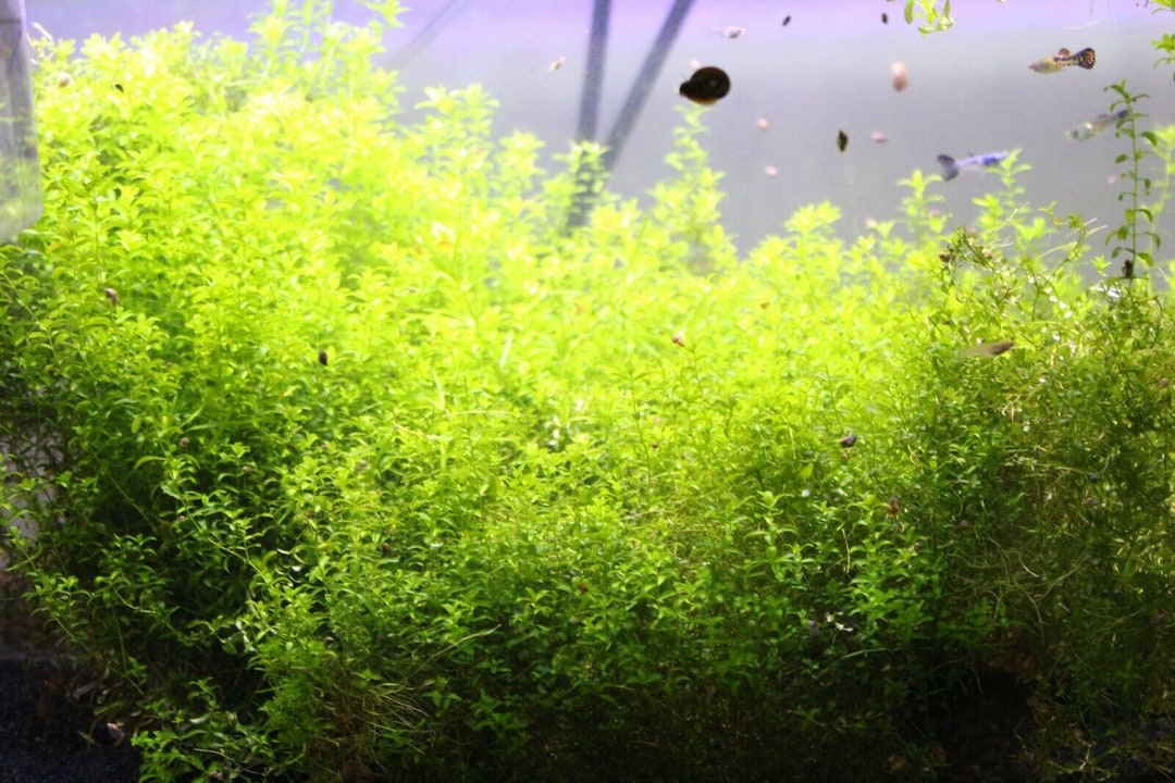 10+ Stems Pearlweed (hemianthus Micranthemoides) - Thriving Aquatic ...