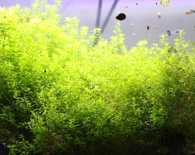 Hemianthus Micranthemoides - Etsy