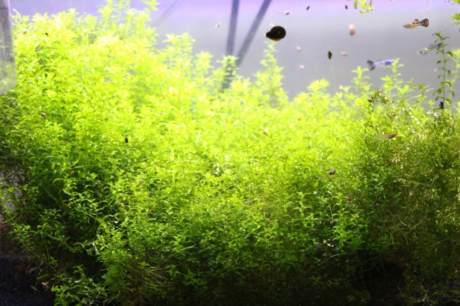10+ Stems Pearlweed (hemianthus Micranthemoides) - Thriving Aquatic ...