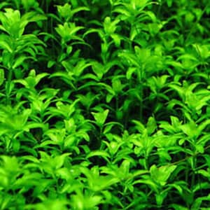 10+ Stems Pearlweed (hemianthus Micranthemoides) - Thriving Aquatic ...