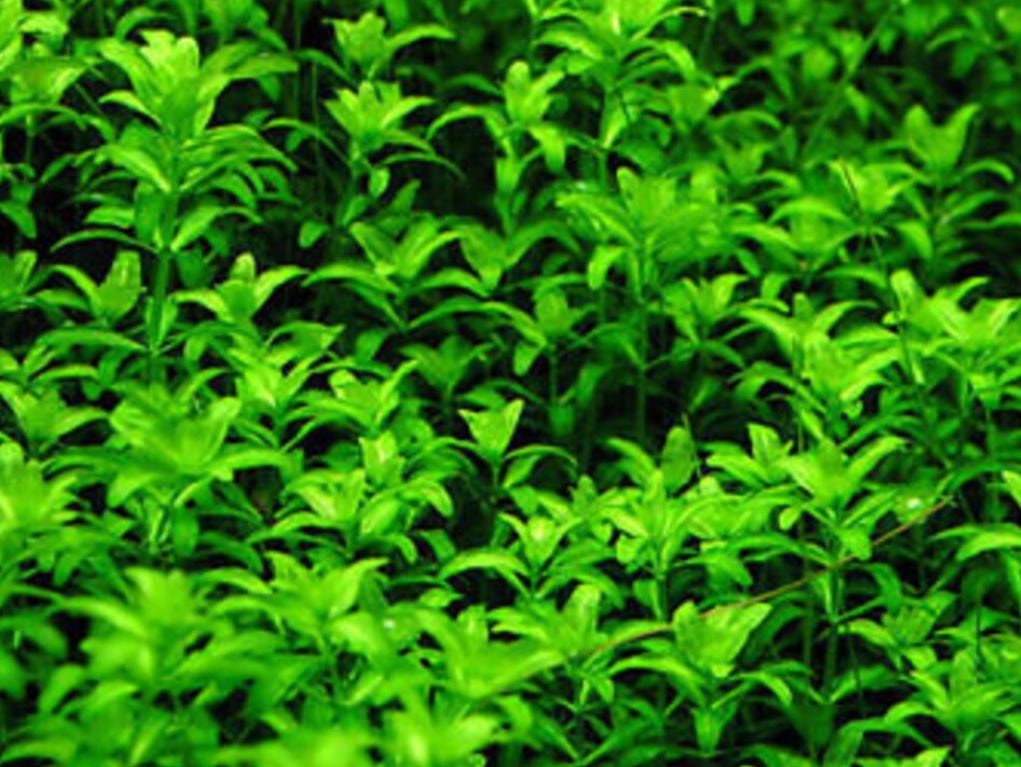 10+ Stems Pearlweed (hemianthus Micranthemoides) - Thriving Aquatic ...