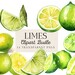 32 Watercolor Lime Clipart Bundle, PNG, Fruits Clipart, Refreshing ...