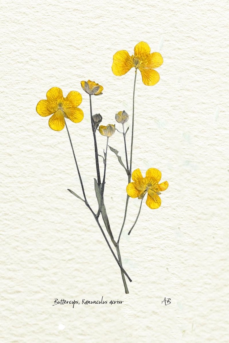 Collection of Pressed Native British Wild Flowers, One for Each Month ...