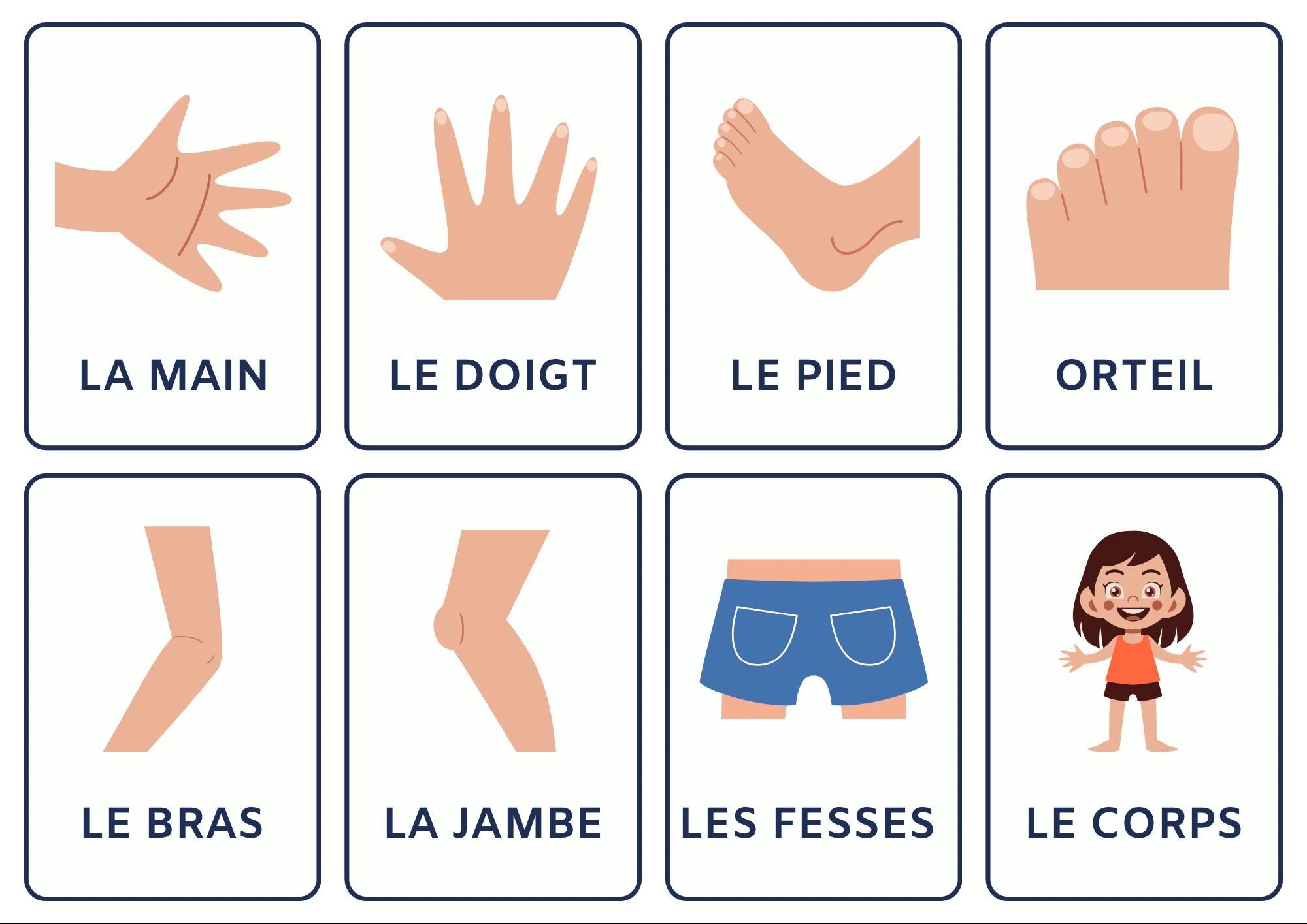 Body Part Flashcards English-french - Etsy