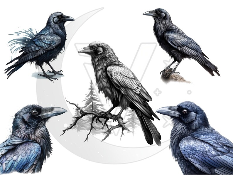 Majestic Ravens Clipart, High-quality Digital & Print 16 Cliparts at ...