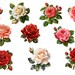 10 Roses Clipart, Transparent Background, Png Files, Digital Download ...