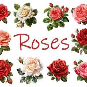 10 Roses Clipart, Transparent Background, Png Files, Digital Download ...