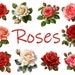 10 Roses Clipart, Transparent Background, Png Files, Digital Download ...