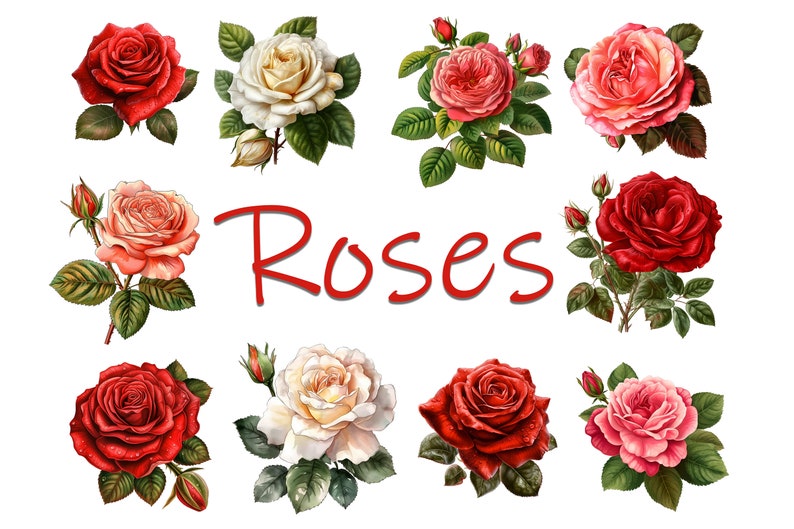 10 Roses Clipart, Transparent Background, Png Files, Digital Download ...