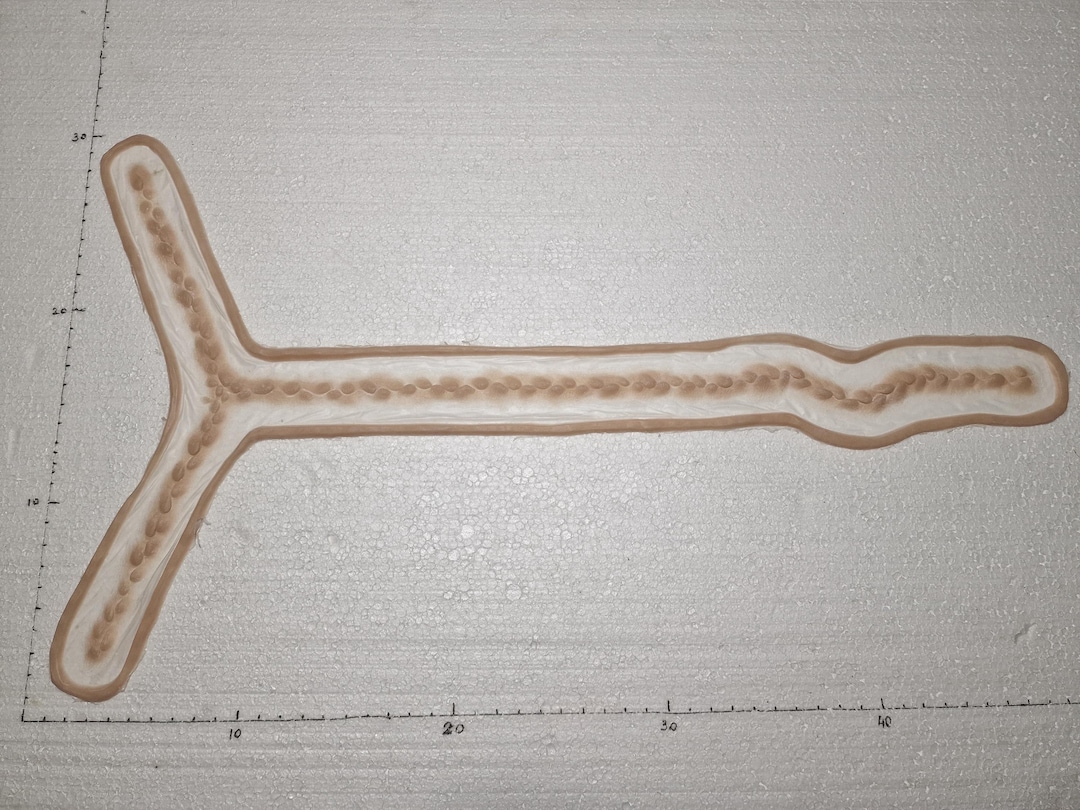 Autopsy Scar - Encapsuled Silicone Prosthetic - Etsy