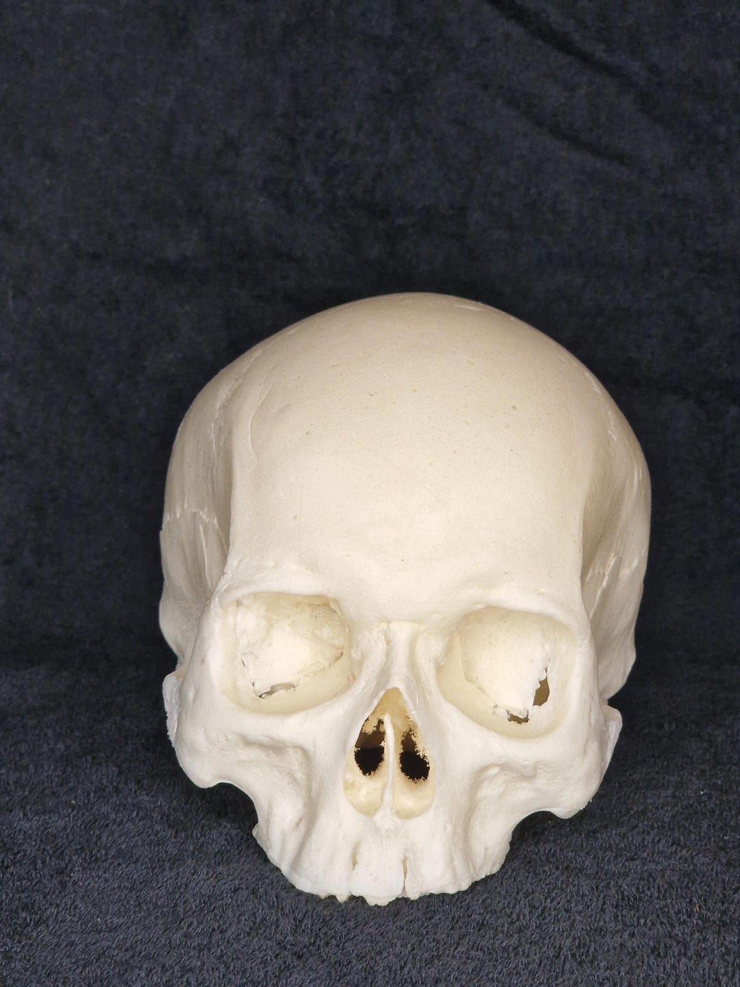 Human Skull - a Cast of a Real Skull From a Medical Warehouse - Etsy