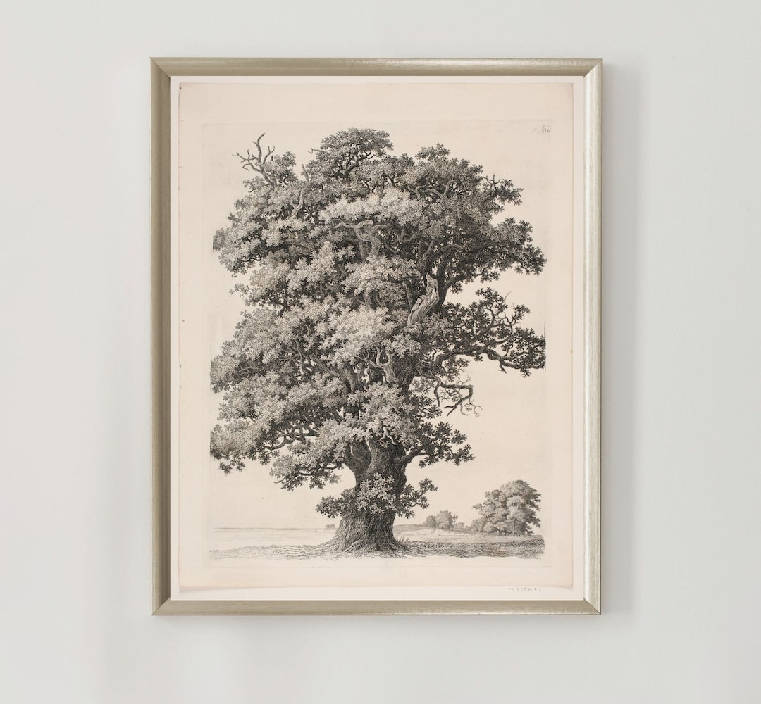 Tree Sketch Print Vintage Botanical Poster Antique Drawing Vintage Tree ...
