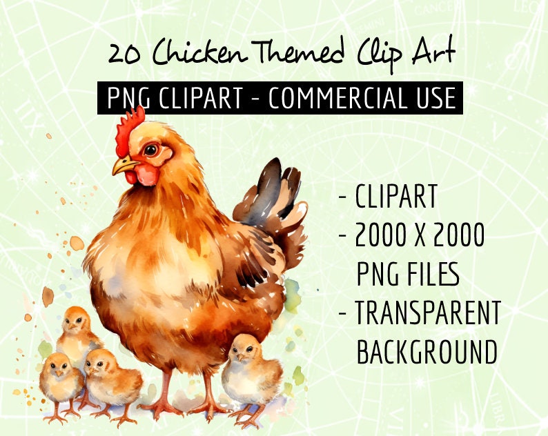 Watercolor Chicken Clipart Drawing Bundle Rooster Clipart - Etsy