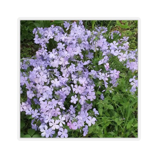 Phlox - Etsy