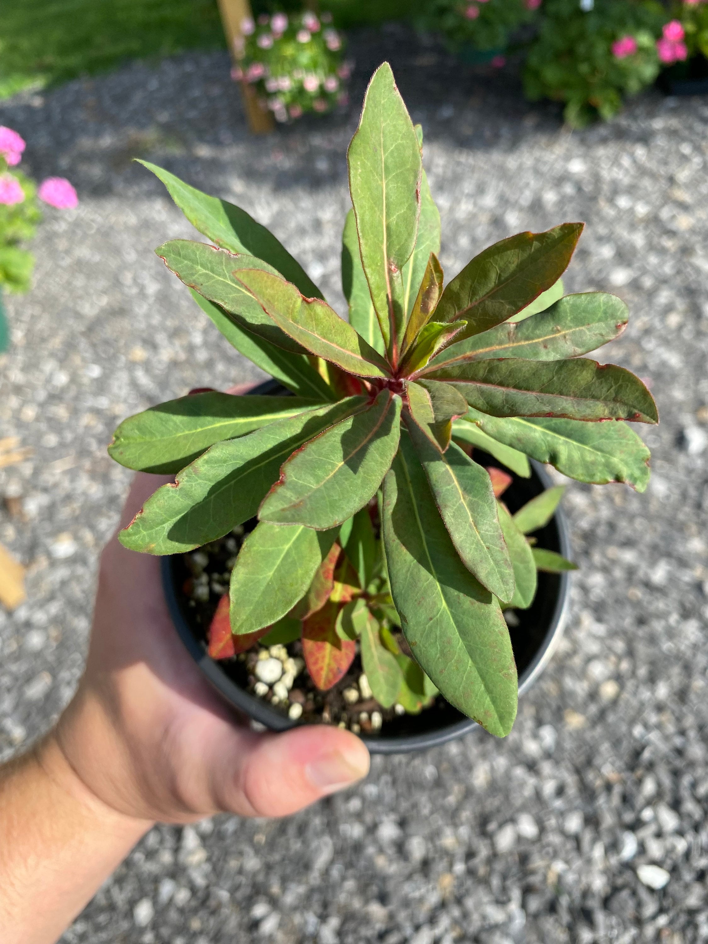 Euphorbia Amygdaloides Ruby Glow