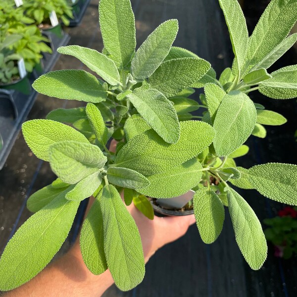 Sage Pot - Etsy