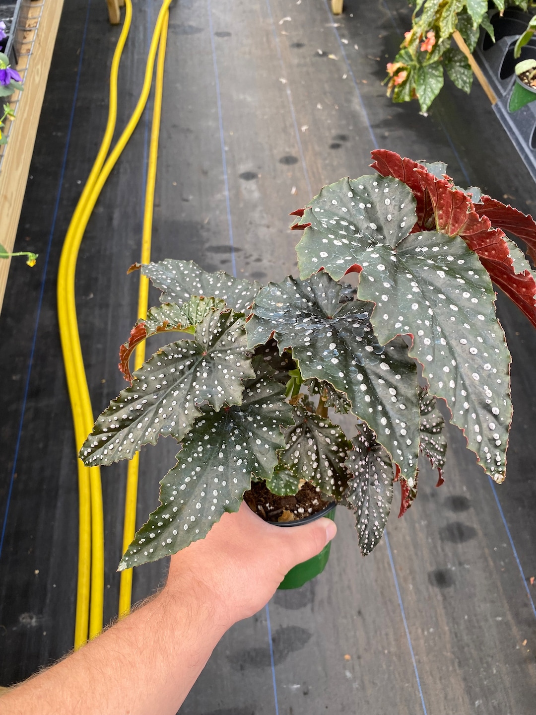 Angel Wing Begonia fannie Moser Plant in 4 Inch Pot - Etsy