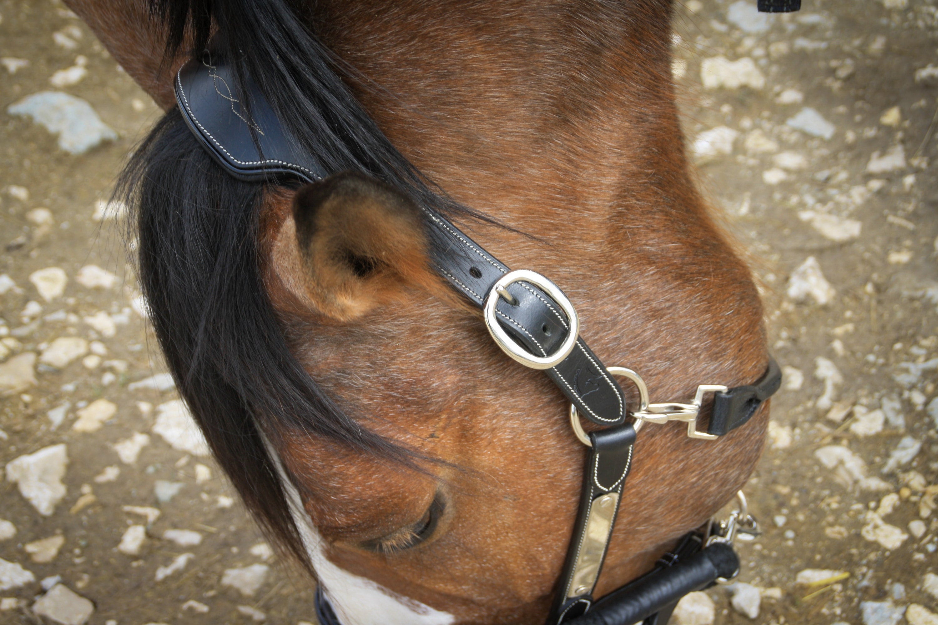 Black Leather Horse Halter With Personalized Engraved Plaque - Etsy