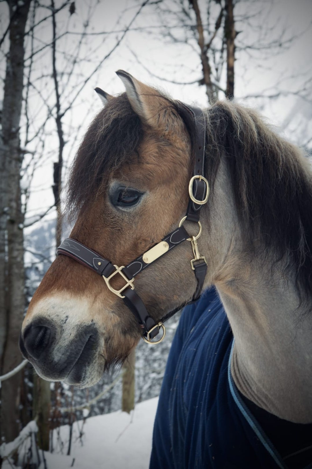 Brown Leather Pony Halter With Personalized Engraved Plate - Etsy