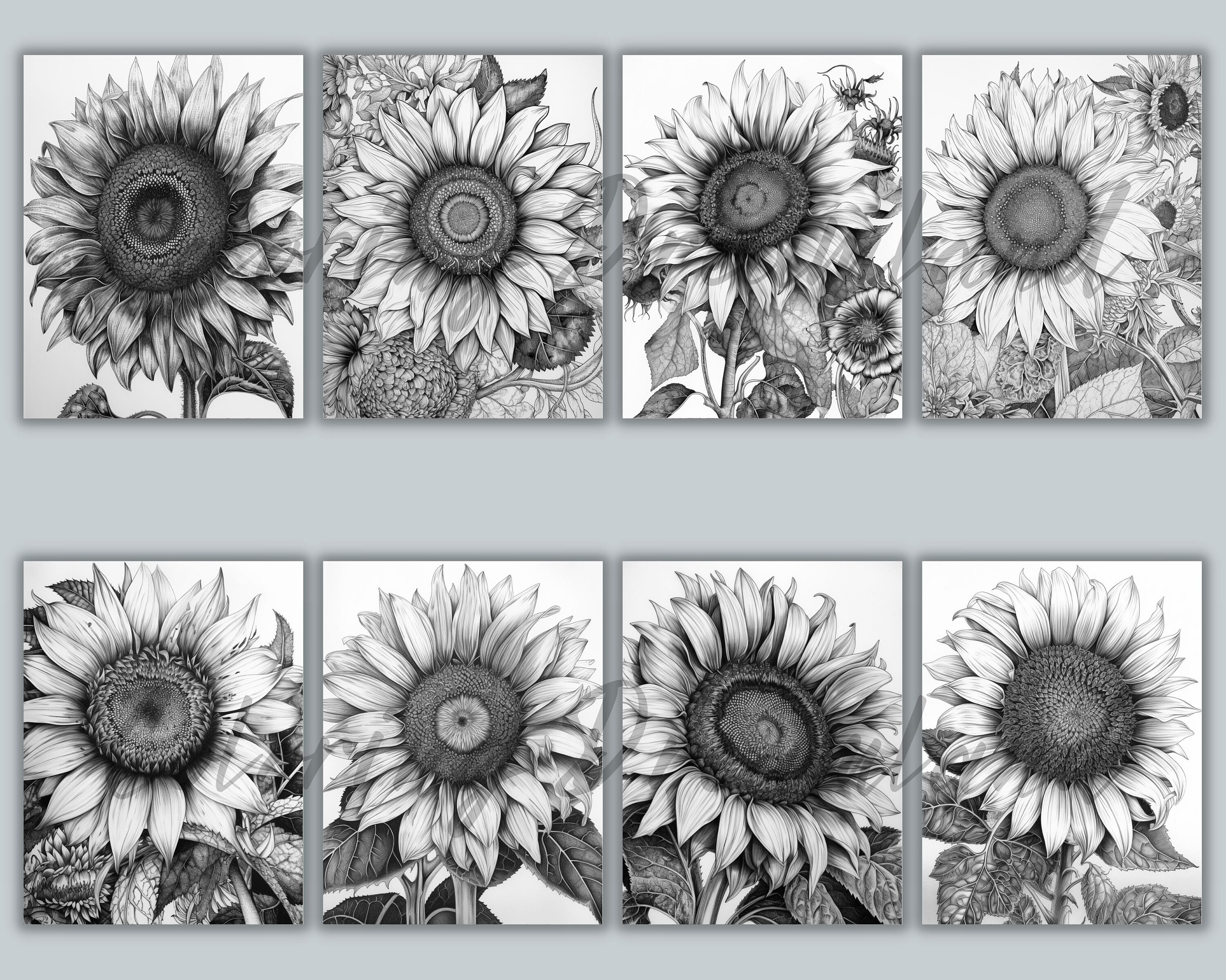 Sunflowers Grayscale Coloring Pages Book Beautiful Sunflowers - Etsy