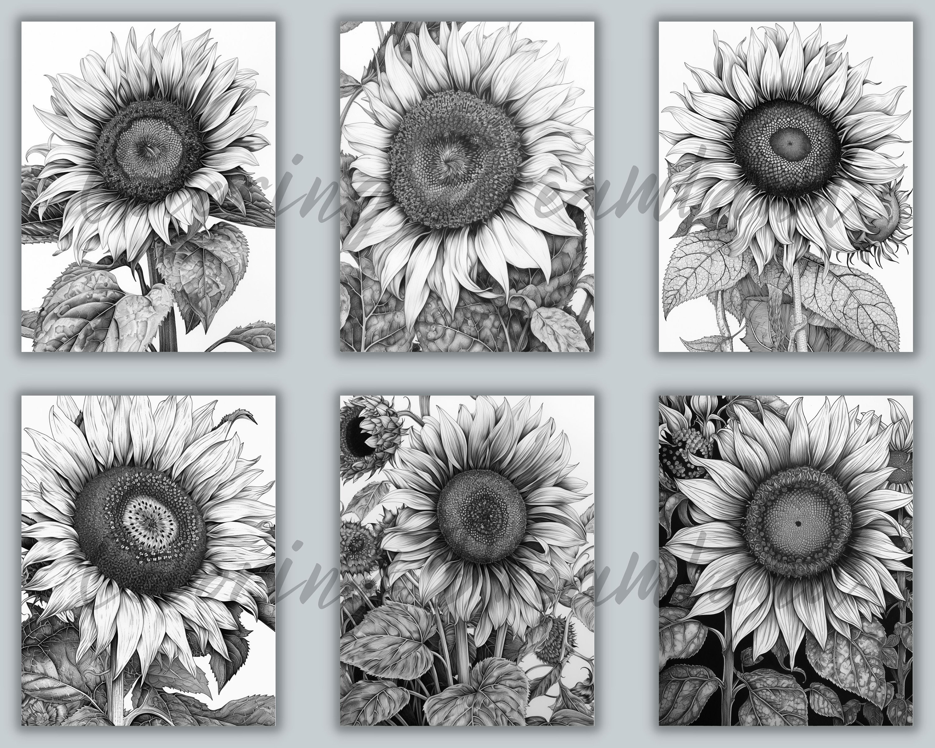 Sunflowers Grayscale Coloring Pages Book Beautiful Sunflowers - Etsy
