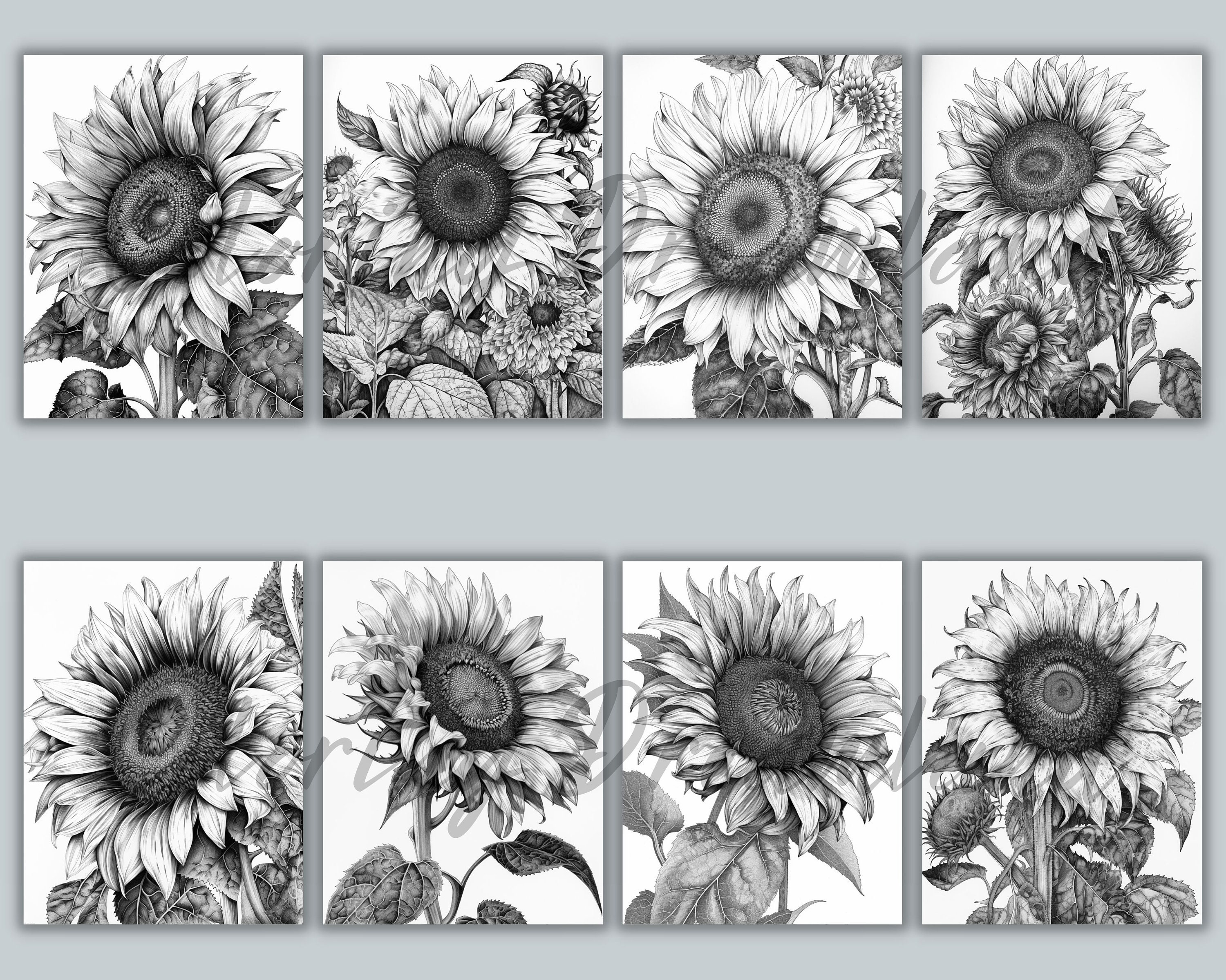 Sunflowers Grayscale Coloring Pages Book Beautiful Sunflowers - Etsy