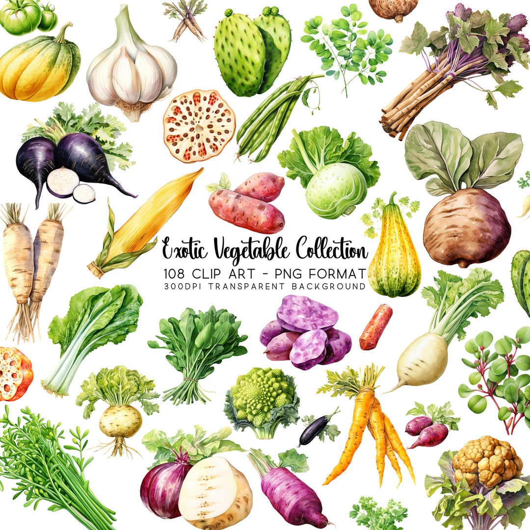 Exotic Vegetable & Food Clip Art: 108 Oca Clipart, Turmeric Root Png ...