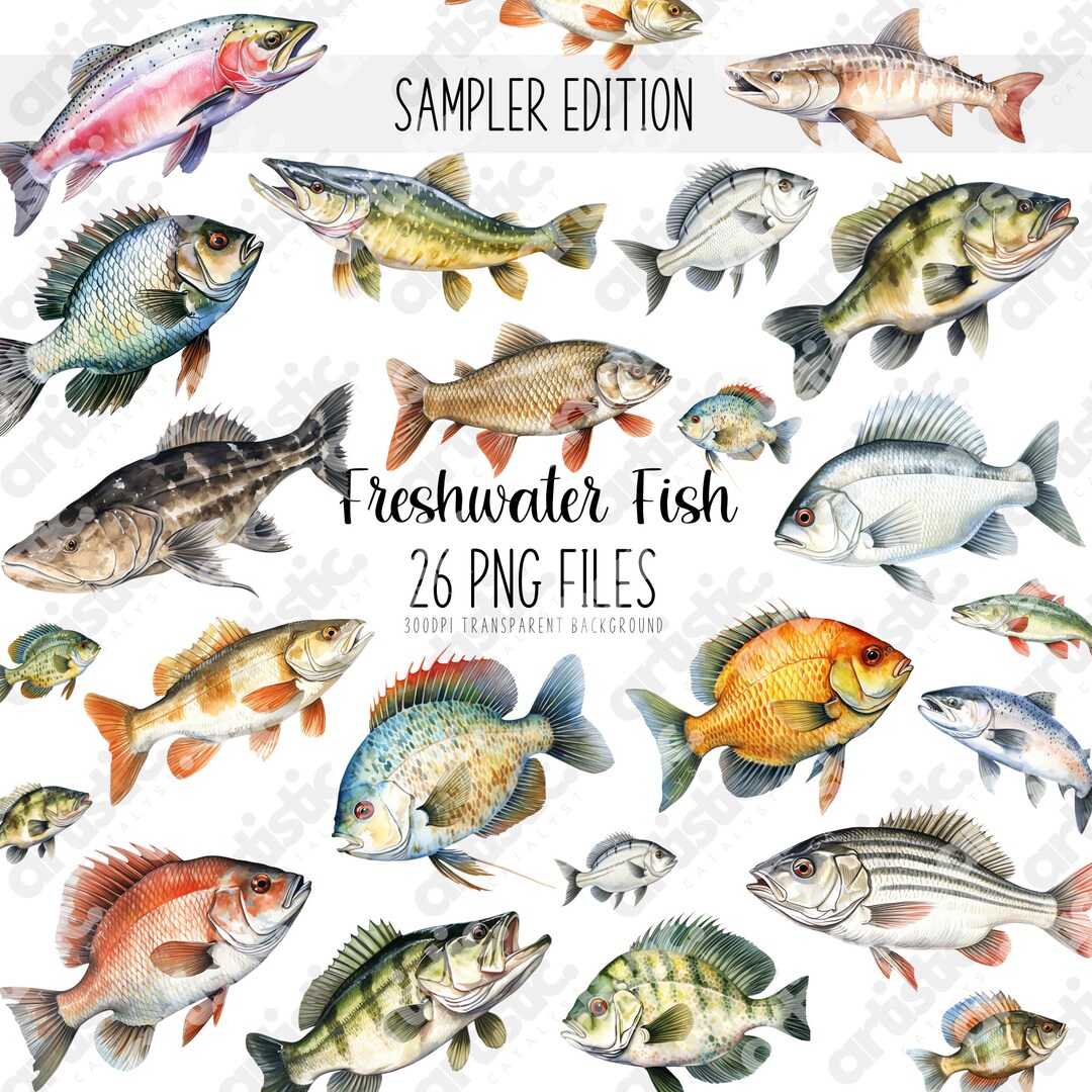Freshwater Fish Clipart Sampler Watercolor Game Fish Art, Bass, Trout ...