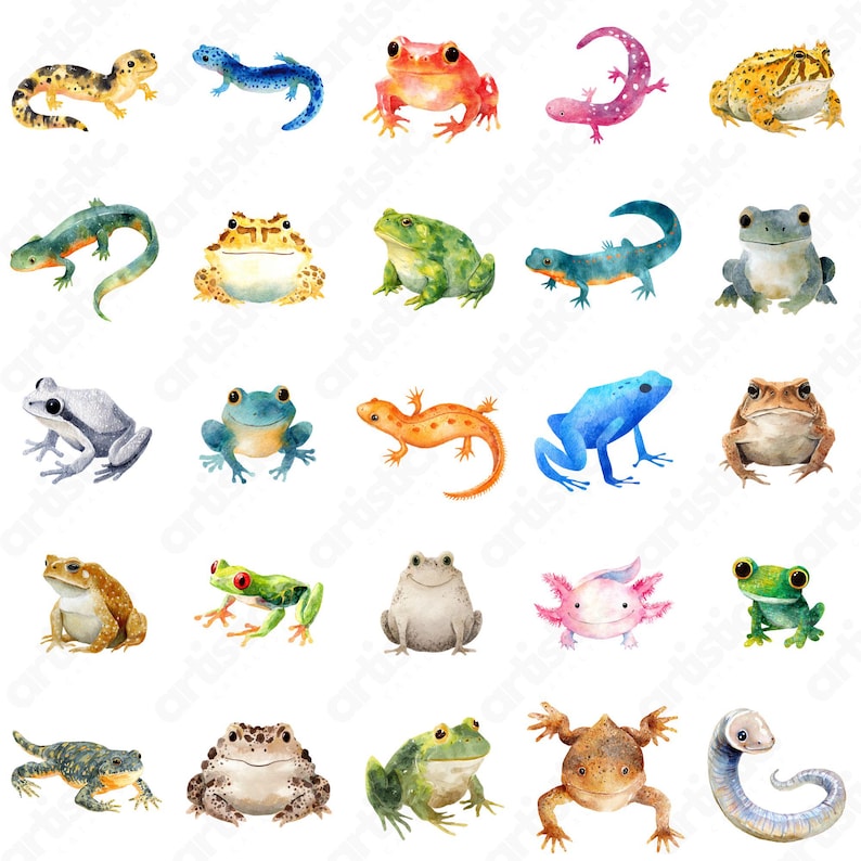 Watercolor Amphibian Clipart Bundle: Frog, Toad, Salamander Pngs - Etsy UK