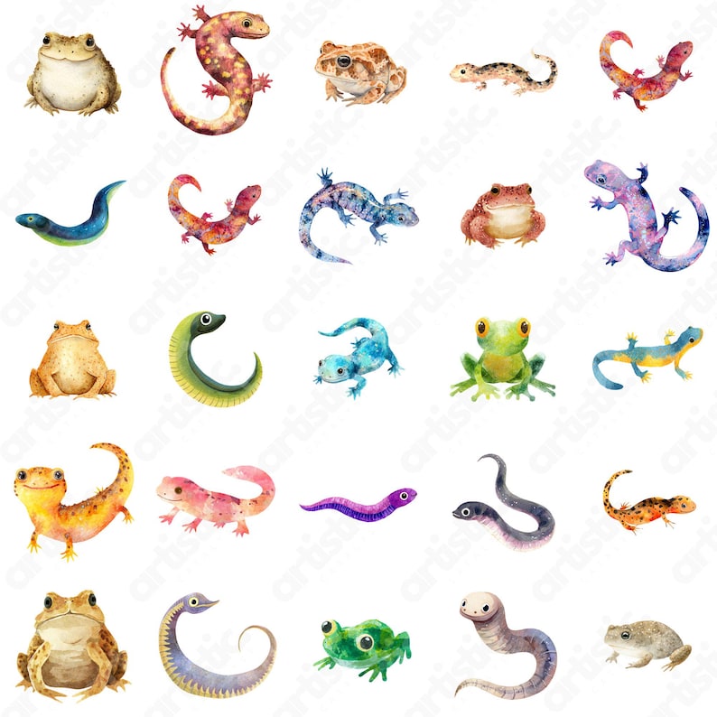Watercolor Amphibian Clipart Bundle: Frog, Toad, Salamander Pngs - Etsy